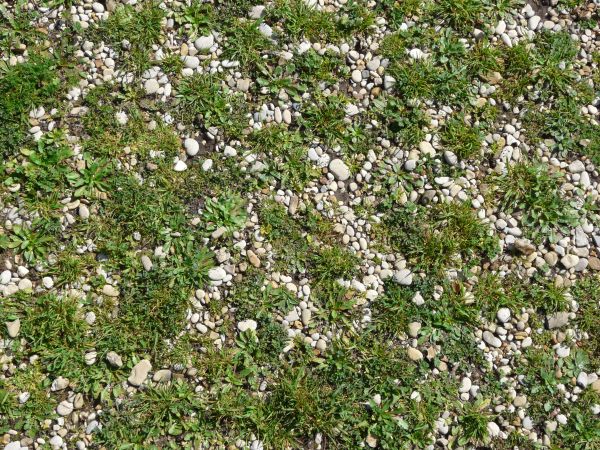 grass on stones texture 0022 - Texturelib